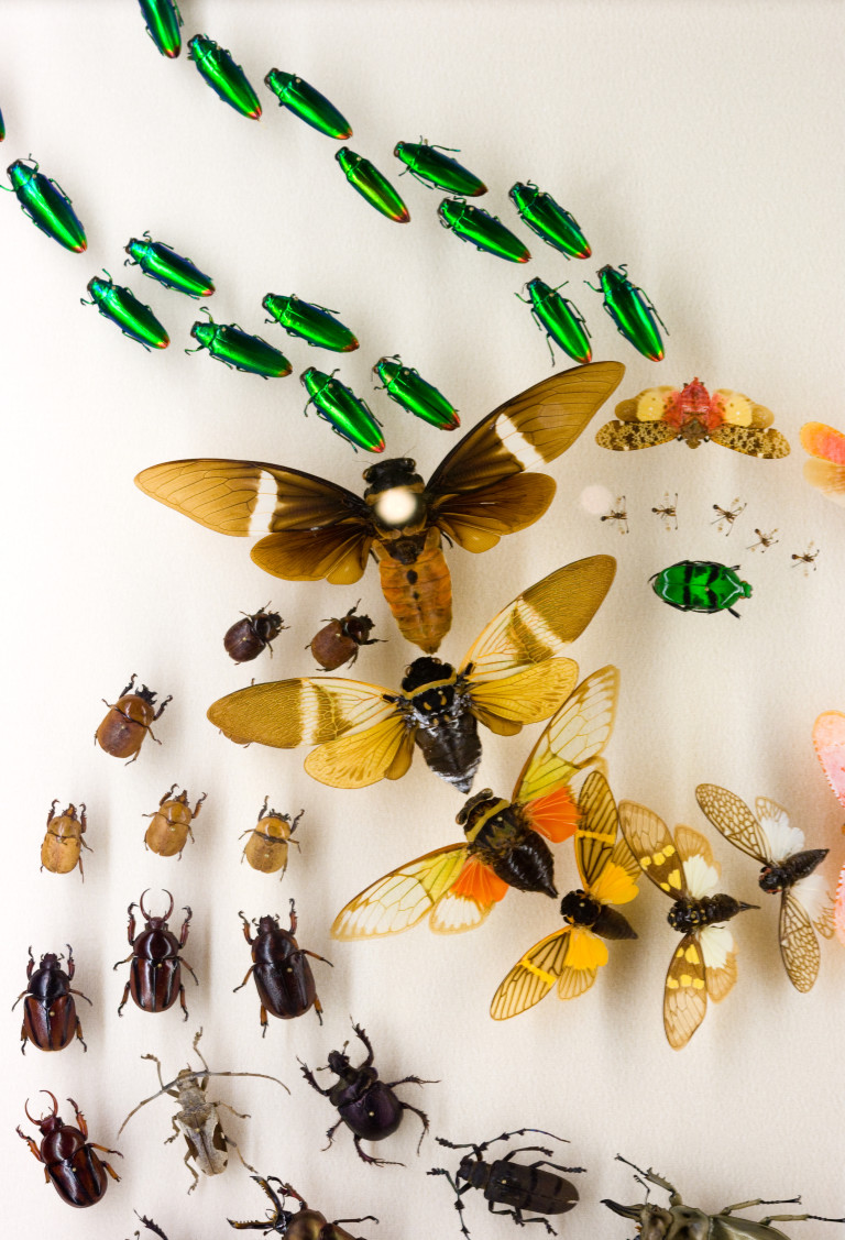 Insectarium – Nervous System blog