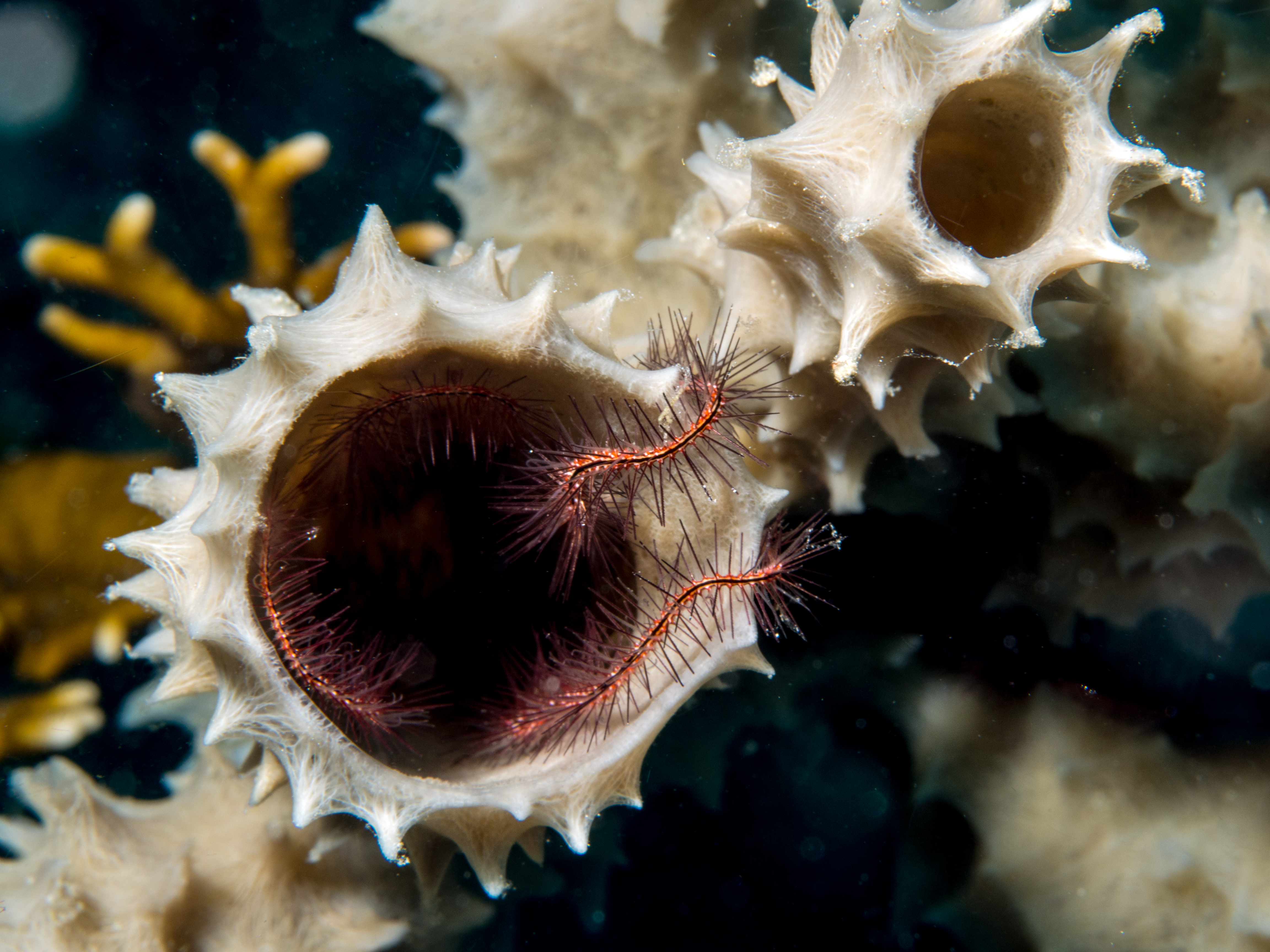 OLYMPUS DIGITAL CAMERA – Nervous System blog