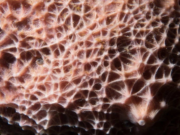 stinker sponge – Nervous System blog