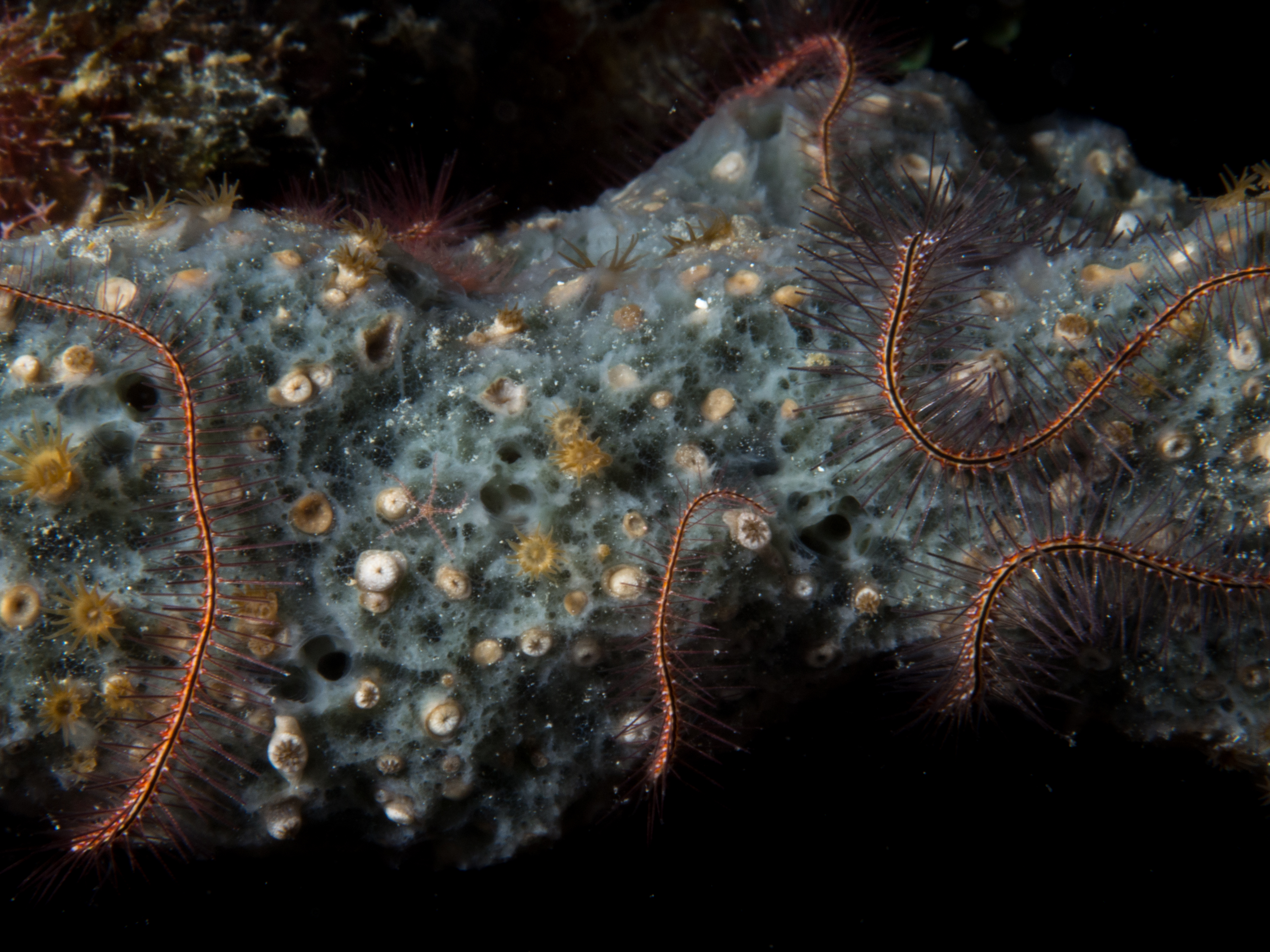 OLYMPUS DIGITAL CAMERA – Nervous System blog