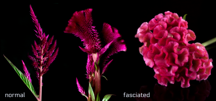 Floraform – an exploration of differential growth – Nervous System blog