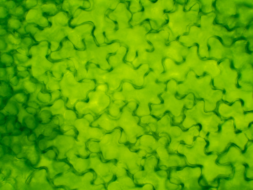 Puzzle Cell Lamp – Nervous System blog