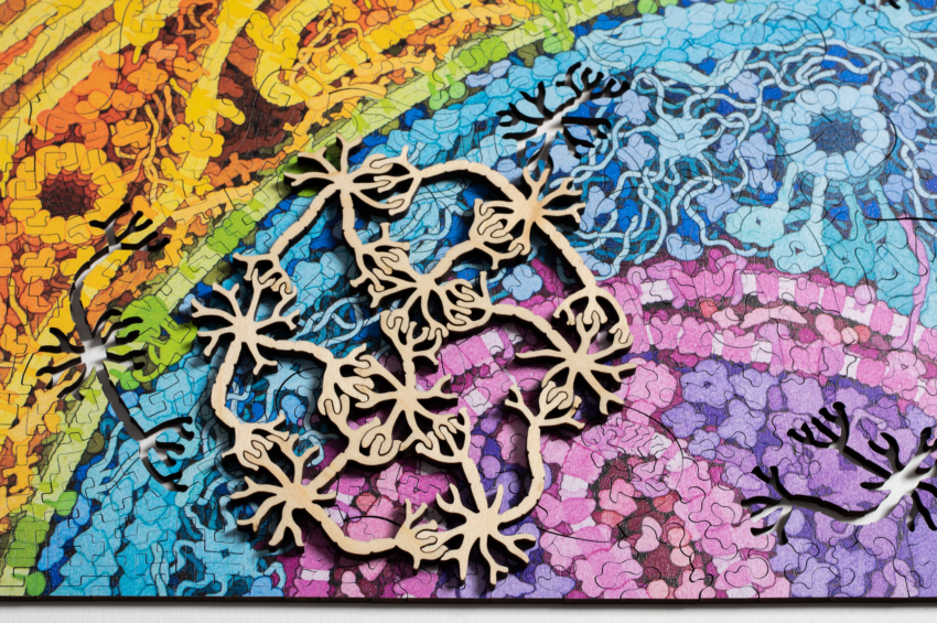 Neuron and Mycoplasma Puzzles with art by David S. Goodsell – Nervous System blog